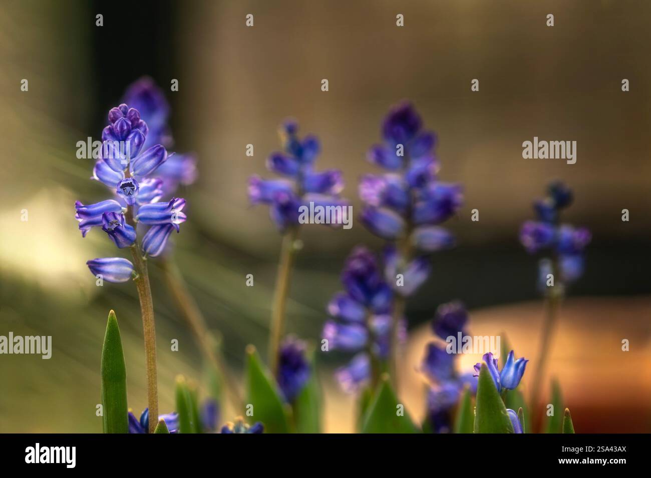 Tiny Hyacinthella Lazulina blooming in early spring sunshine.Natural ...