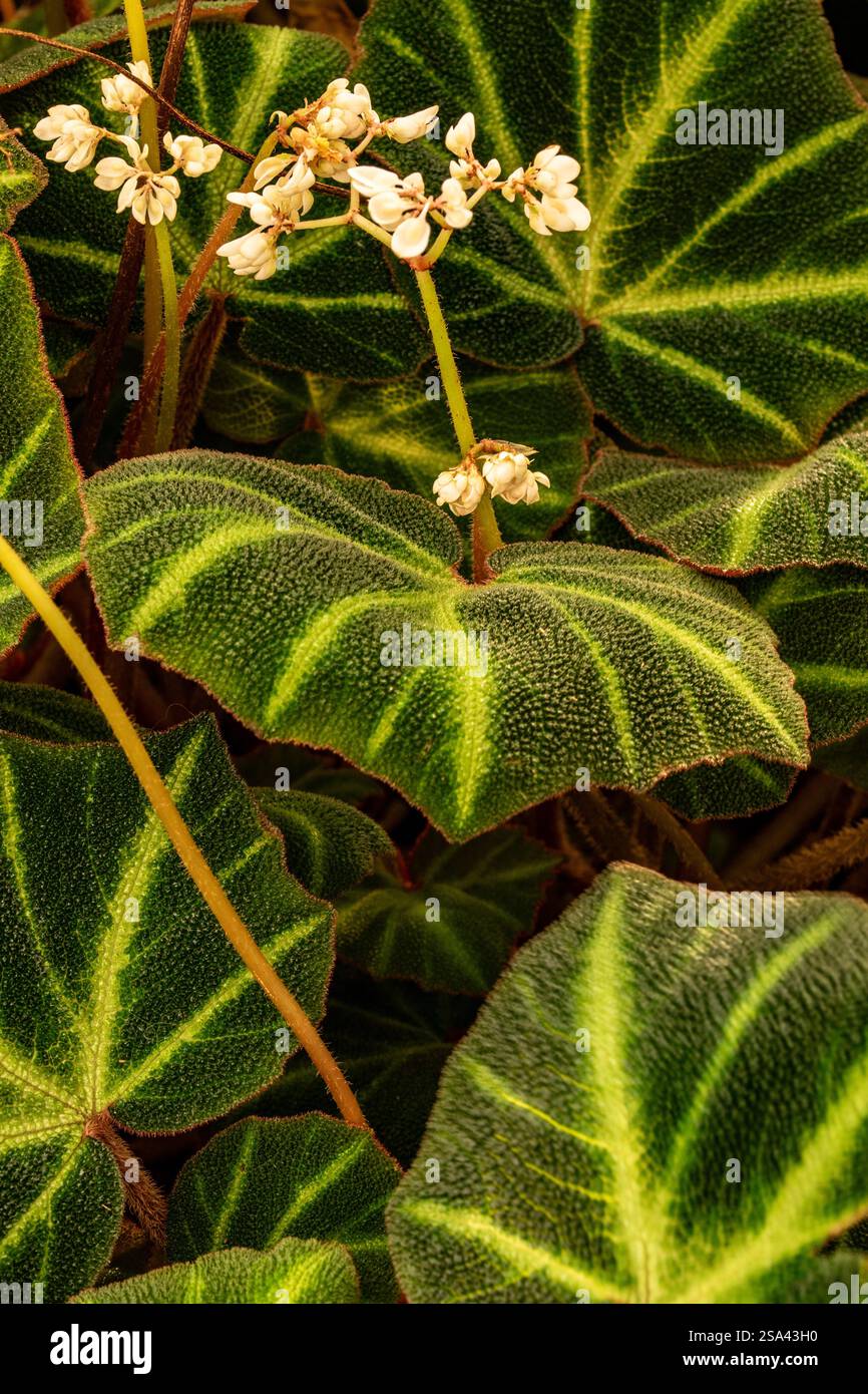 Close-up flowering plant portrait highlighting the striking natural ...