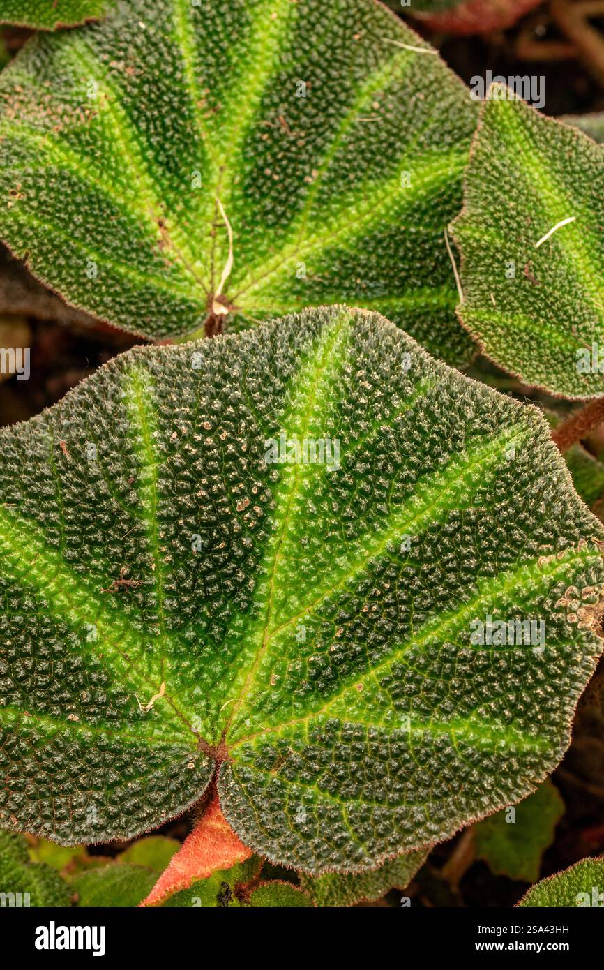 Close-up flowering plant portrait highlighting the striking natural ...