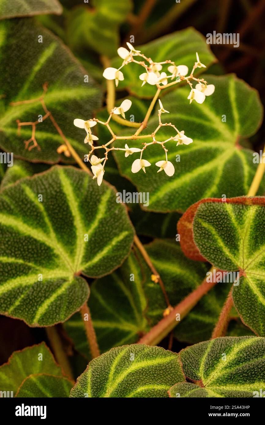 Close-up flowering plant portrait highlighting the striking natural ...
