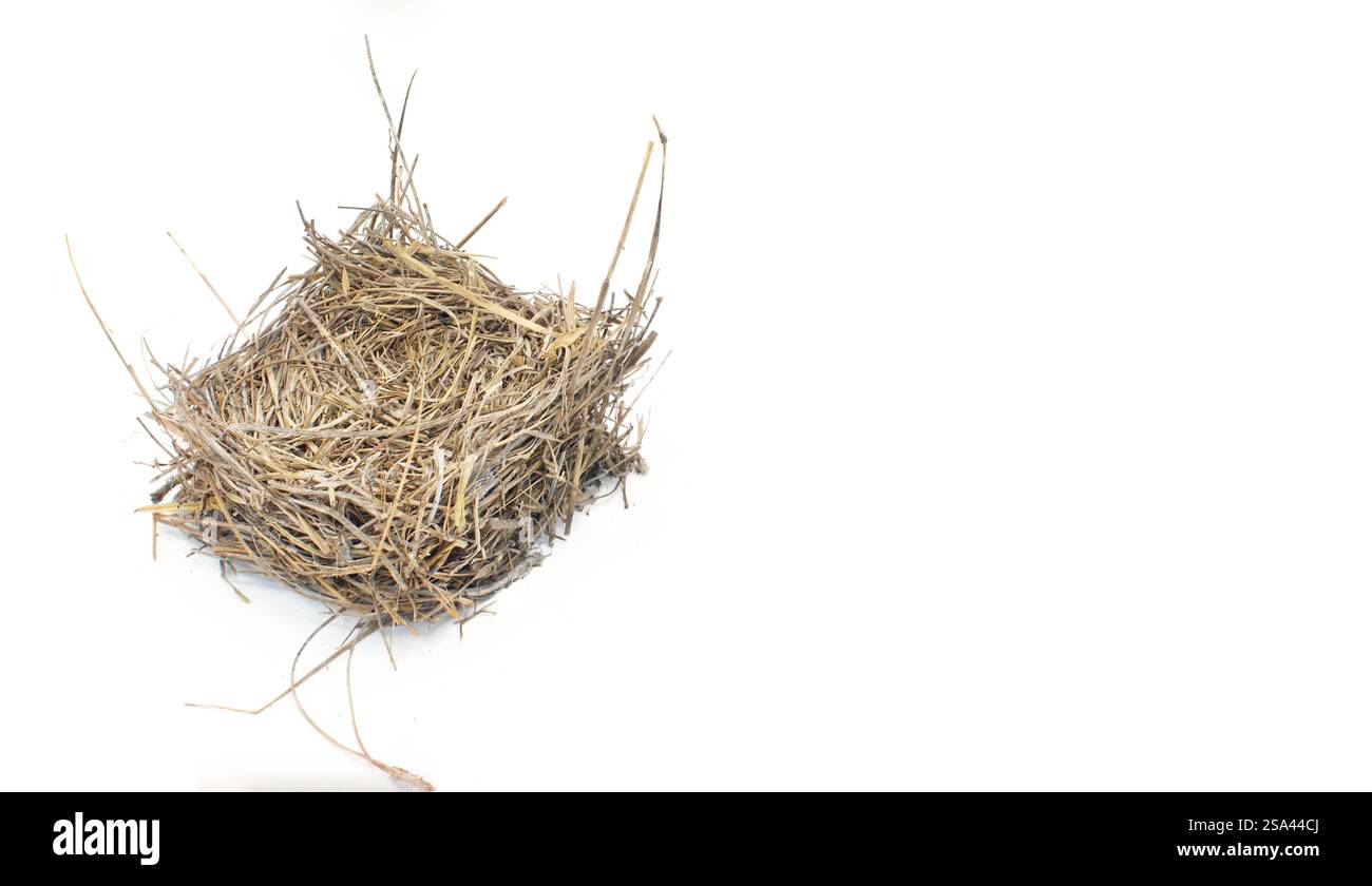 Empty Bird nest from eastern bluebird made with old brown pine needles ...