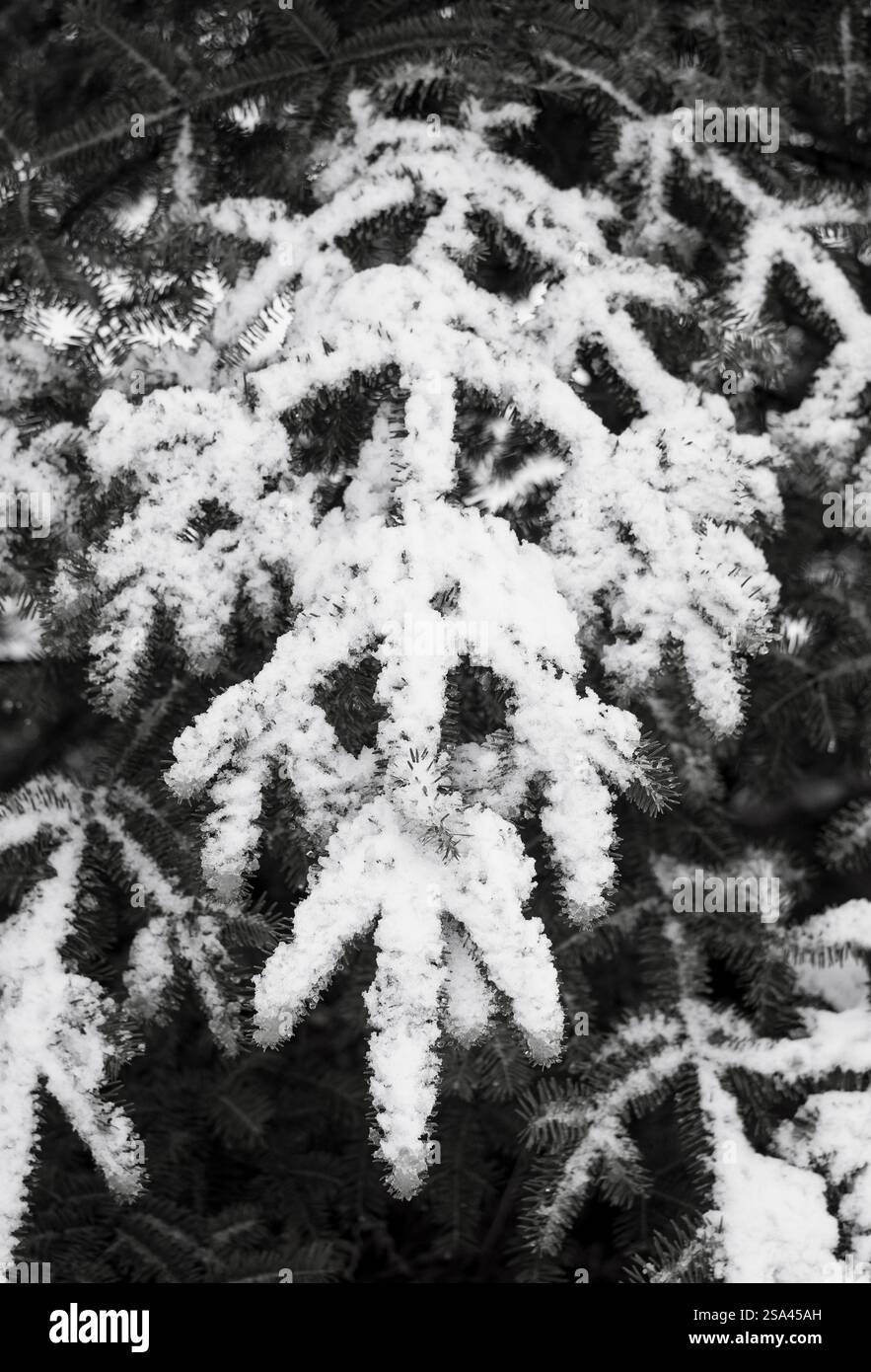 WARREN, VERMONT, USA - Snow on trees in winter in Mad River Valley ...