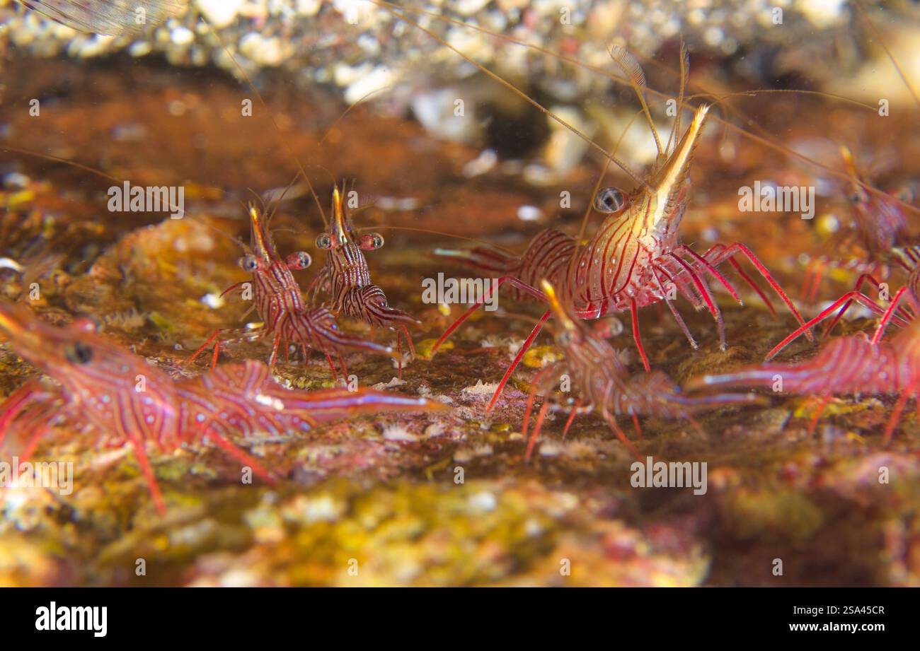 Dancing red prawns in crevice hi-res stock photography and images - Alamy