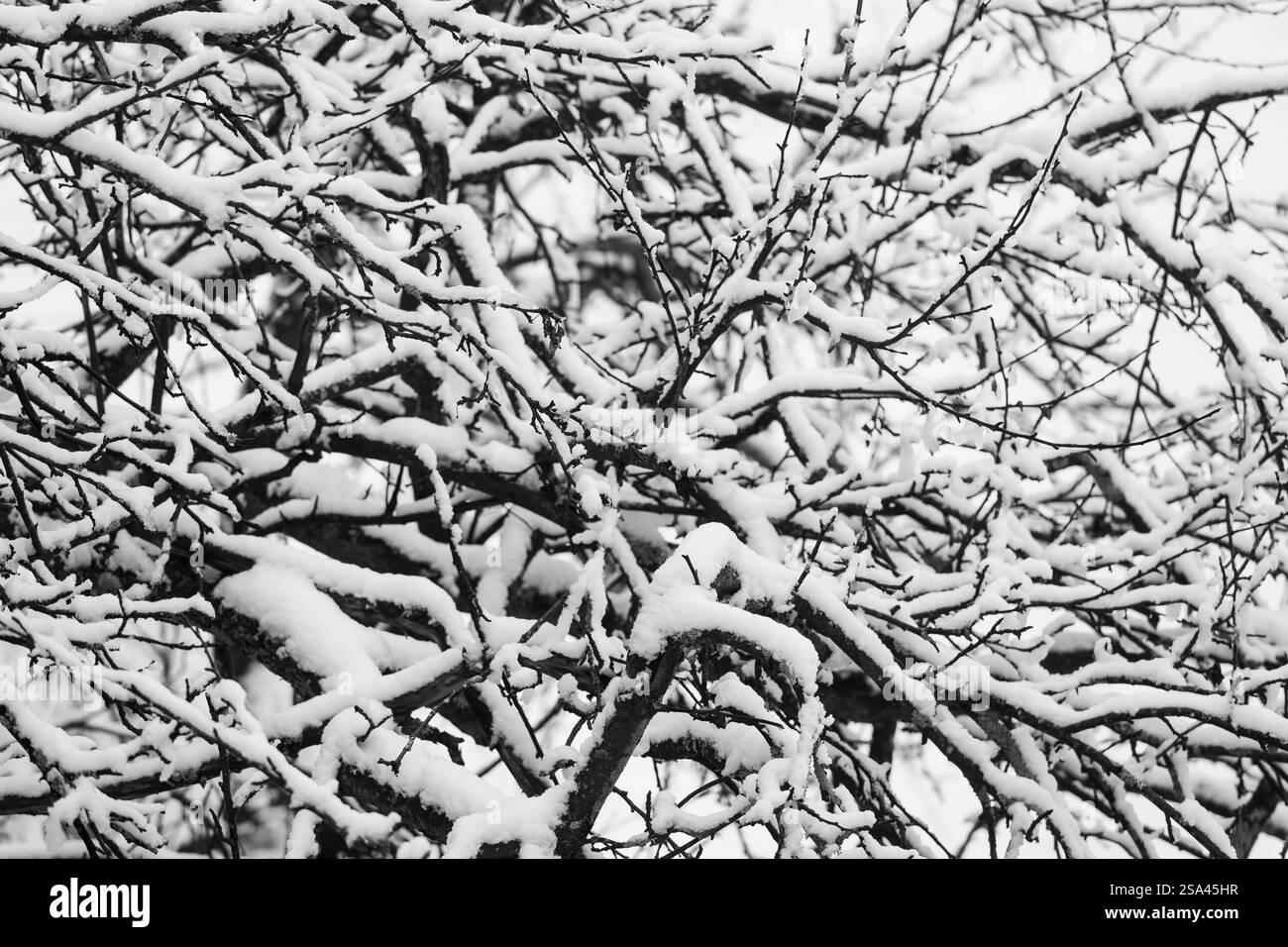 WARREN, VERMONT, USA - Snow on trees in winter in Mad River Valley ...