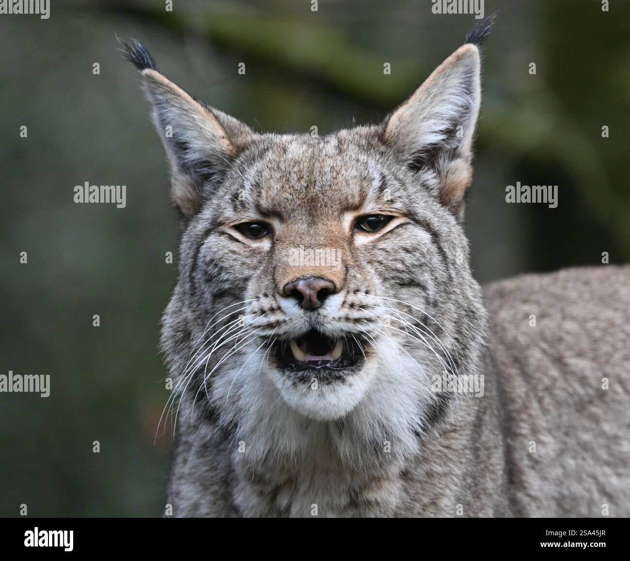 PRODUCTION - 28 January 2025, Hesse, Kronberg: A northern lynx (Lynx ...