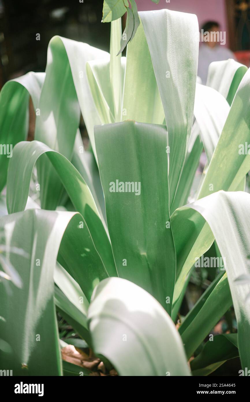 Vibrant green leaves unfurl in sunlight Stock Photo - Alamy