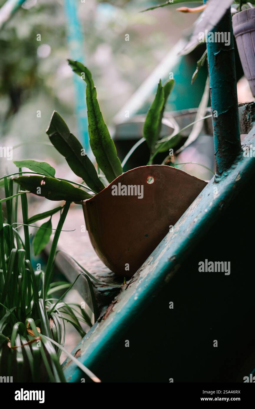 Plant in a unique pot on turquoise stairs Stock Photo - Alamy
