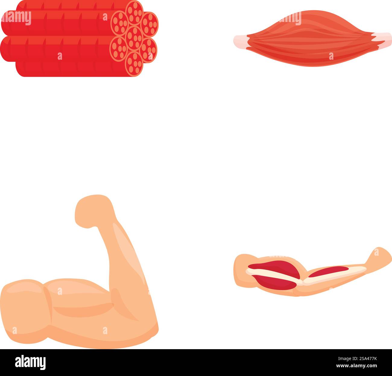 Detailed illustrations of human muscle anatomy. Including skeletal ...