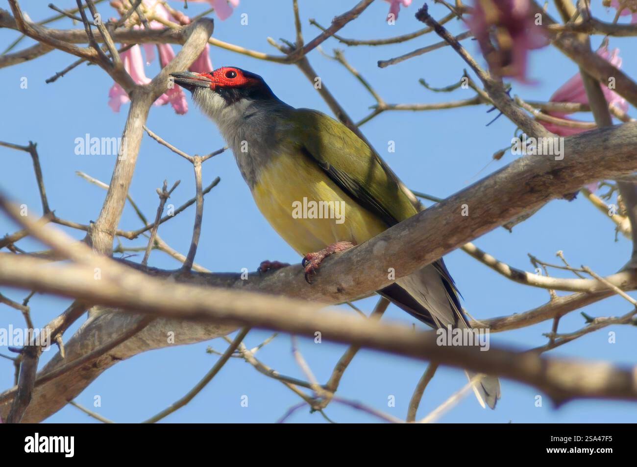 Australasian figbird (Sphecotheres vieilloti) from Townsville ...