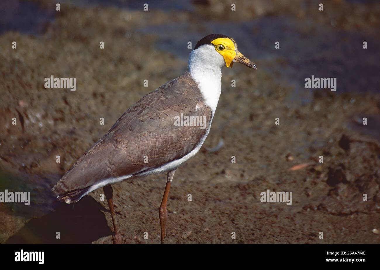 Masked lapwing (Vanellus miles) from Queensland, Australia Stock Photo ...