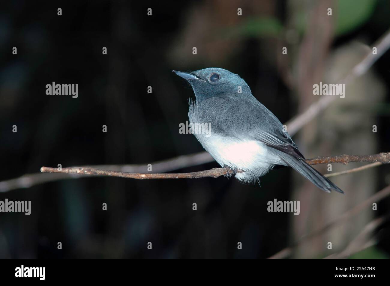 Leaden flycatcher (Myiagra rubecula, male) from the rainforest of ...