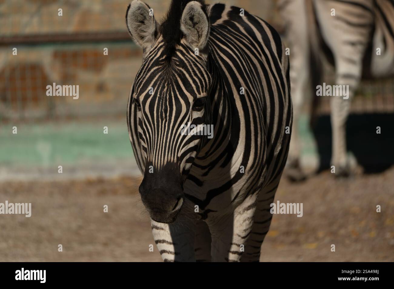 Zebras Zoo Enclosure Africa: Captive Zebra in zoo enclosure, Africa ...