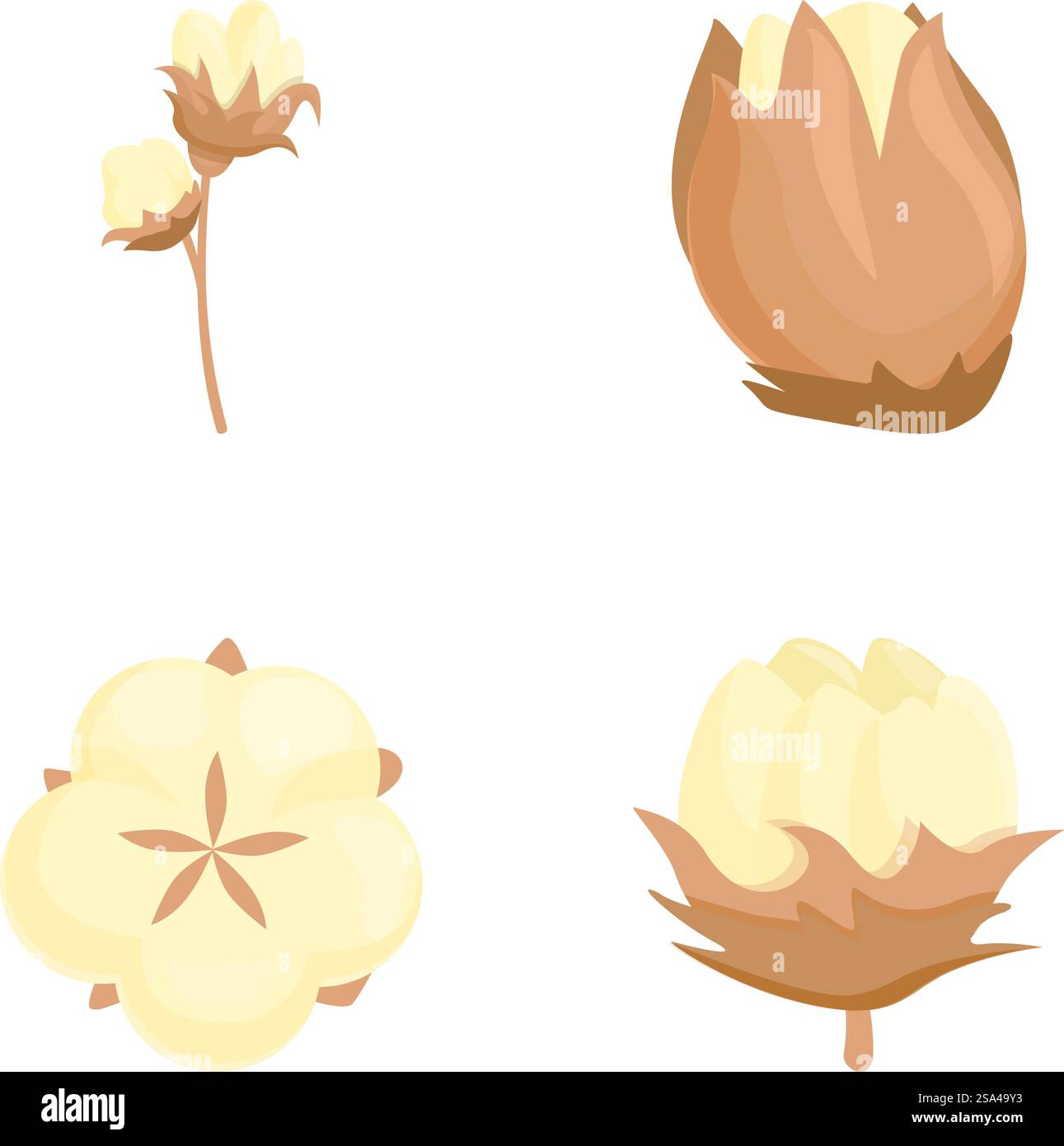 Vector images depicting different stages of a cotton plant, suitable ...