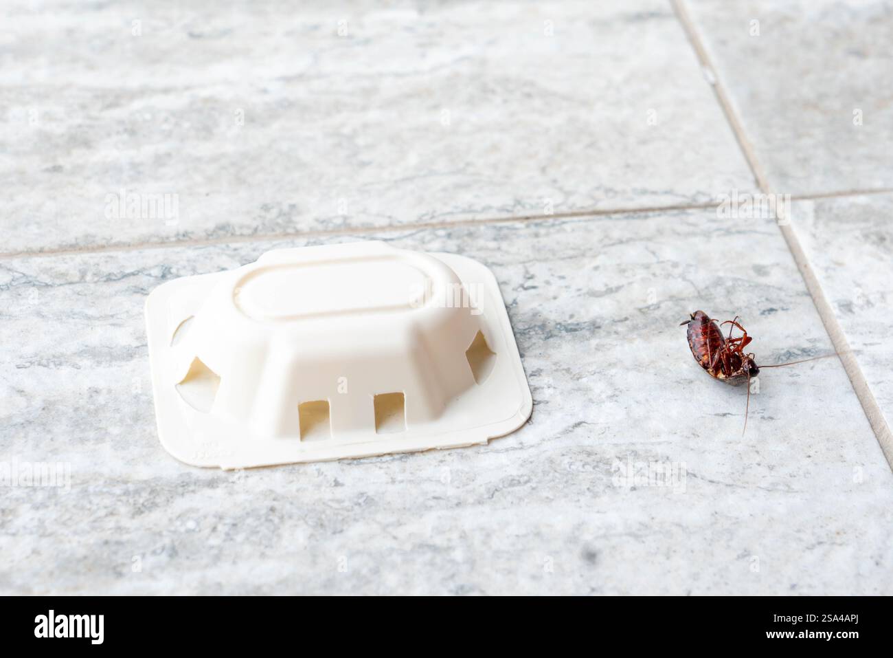 Cockroach infestation shown near a bait trap indoors Stock Photo - Alamy
