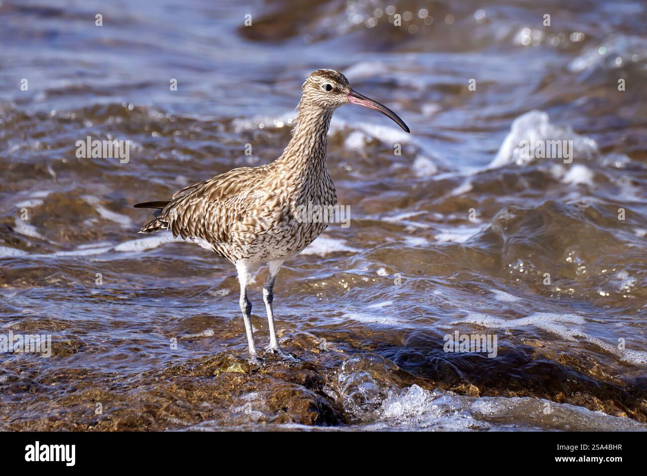 Eurasian whimbrel (Numenius phaeopus) standing on rocks by the sea ...