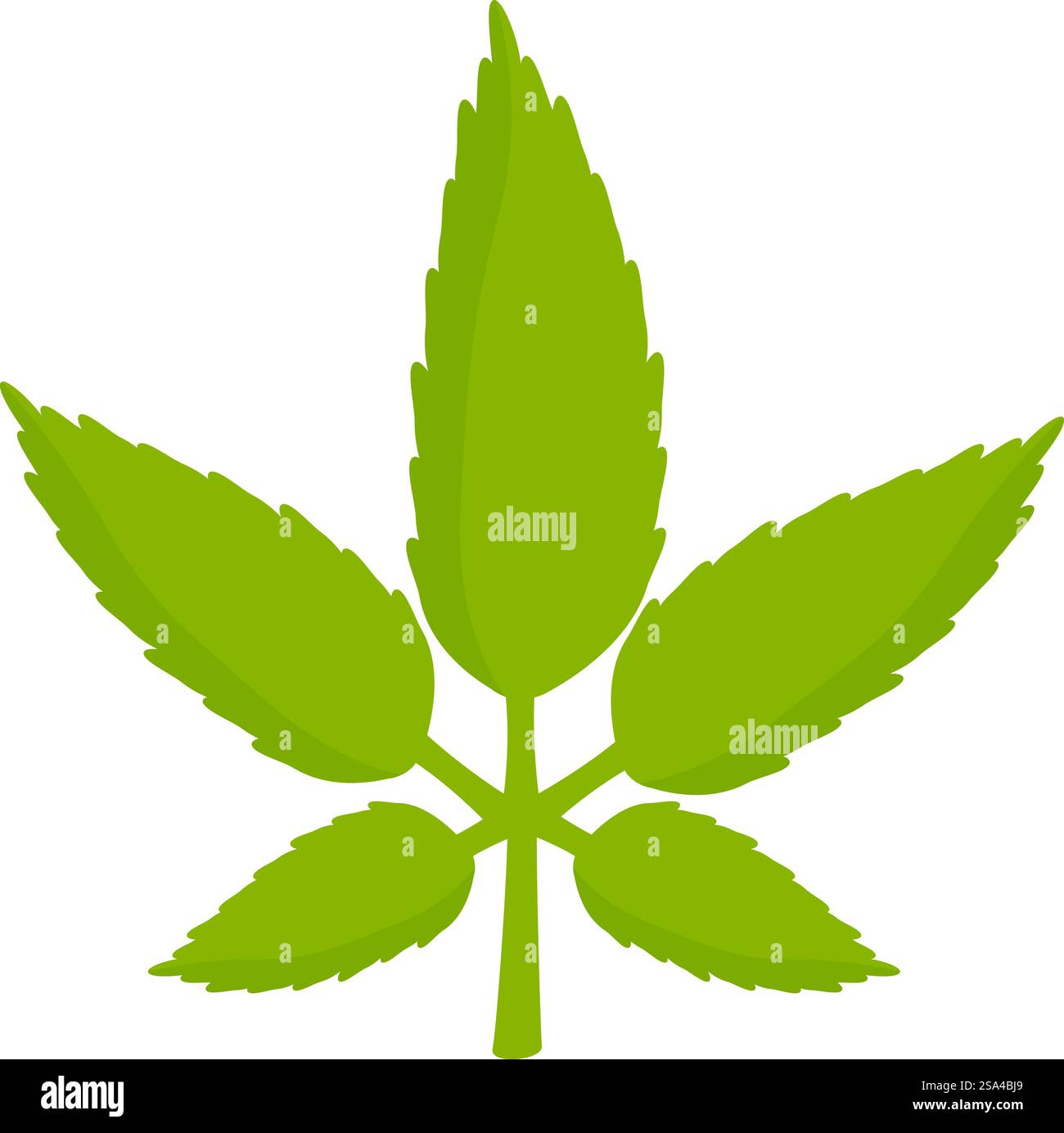 Vibrant green leaf with five distinct lobes is depicted against a clean ...