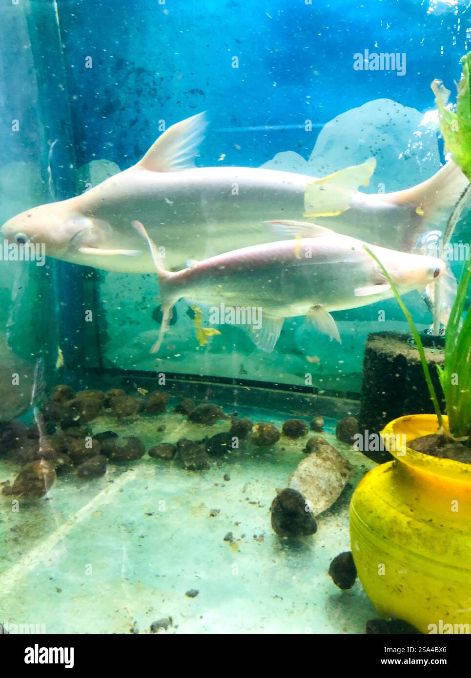 Fishy tales hi-res stock photography and images - Alamy