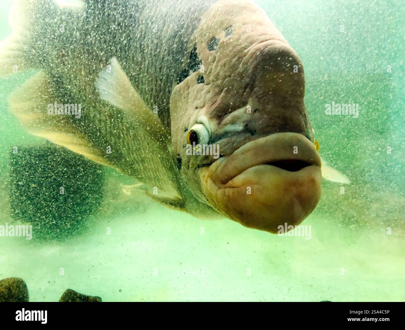 Fish tales and scales Stock Photo - Alamy
