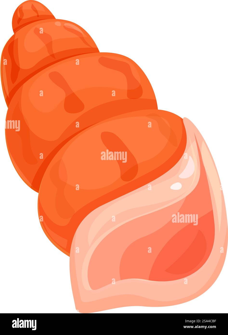 Empty seashell from tropical sea life with spiral shape isolated on ...