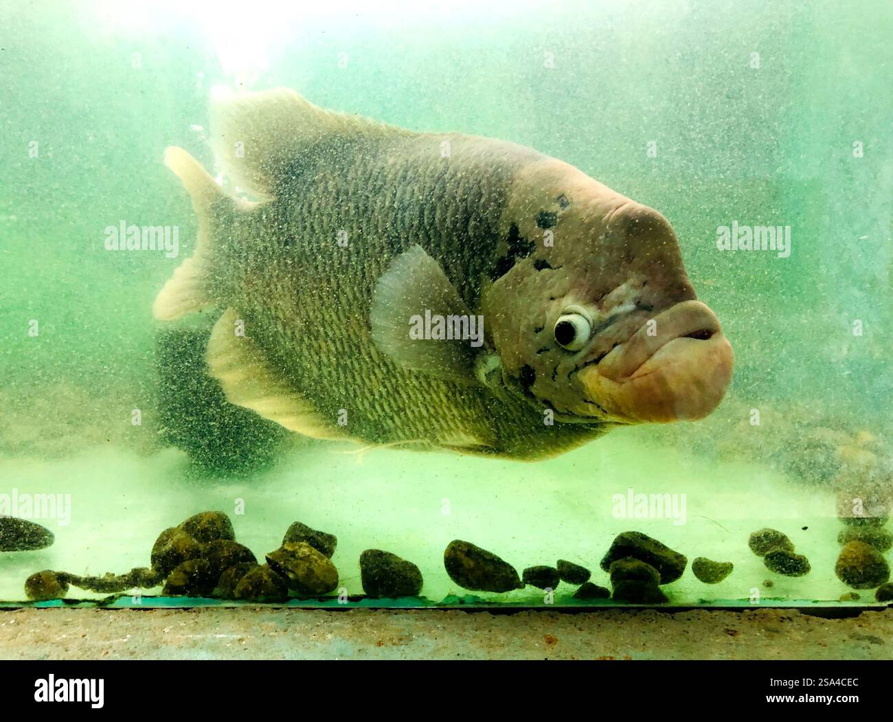 Fish tales and scales Stock Photo - Alamy