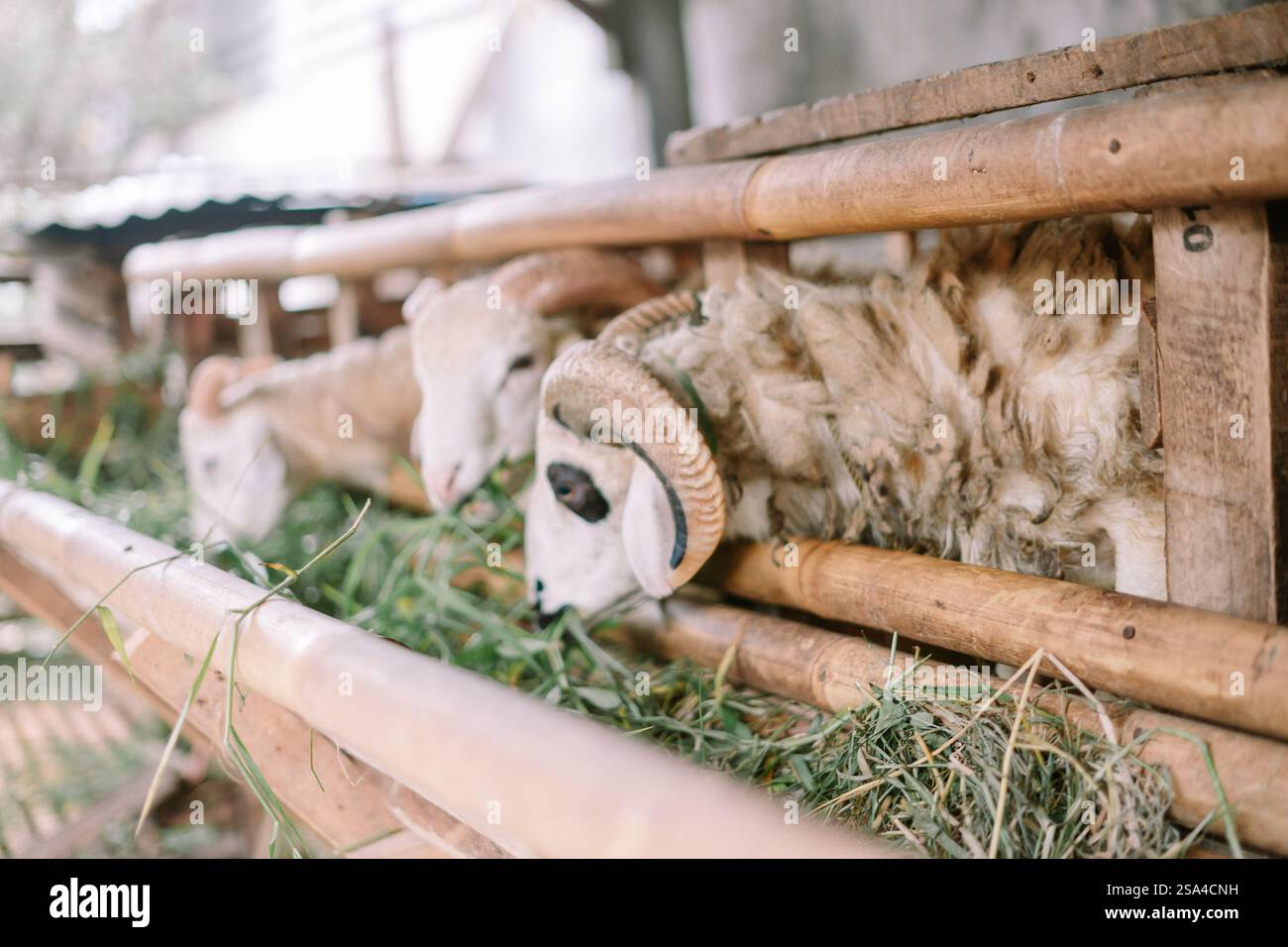 Sheep eating at a trough hi-res stock photography and images - Alamy