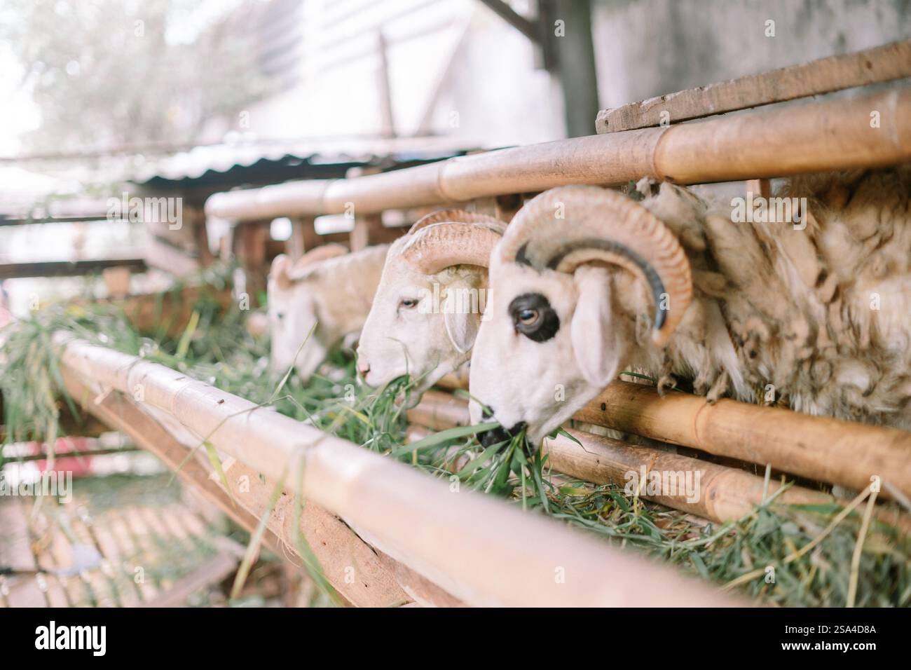 Sheep eating at a trough hi-res stock photography and images - Alamy