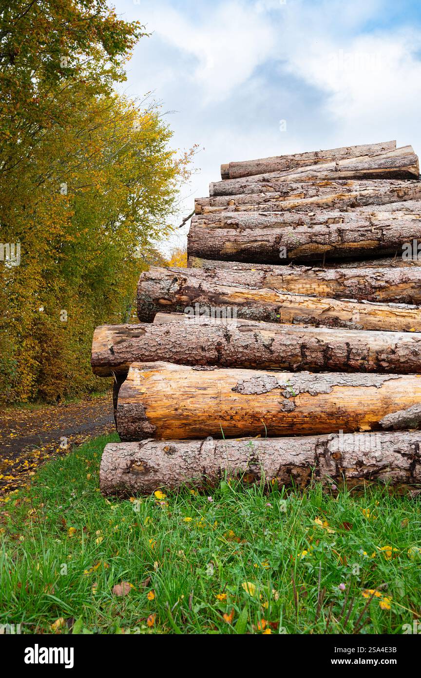 Chopped tree logs pilled up next to a forest, lumber wood industry ...