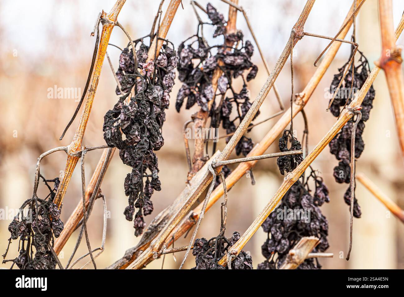 Grapes crack and dry on the vine. A bunch of grapes damaged by a summer ...