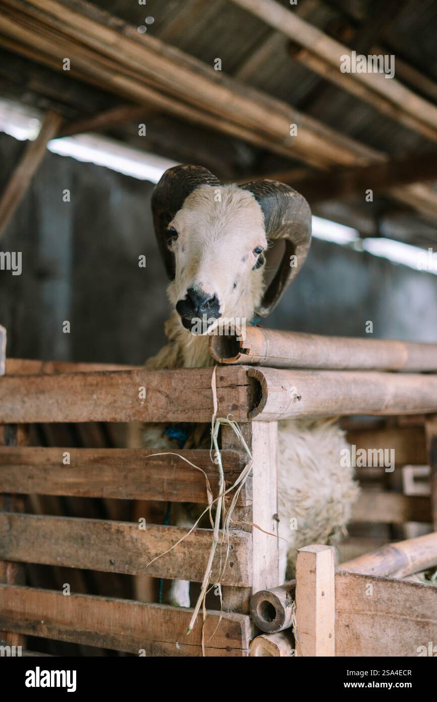 Sheep eat hay in a bamboo enclosure Stock Photo - Alamy