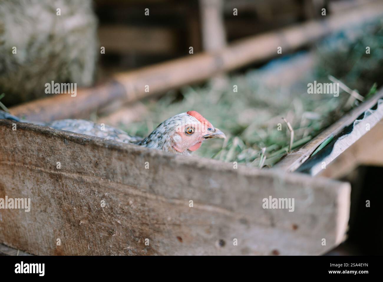 A speckled hen nestled in a straw-filled wooden nesting box inside a ...