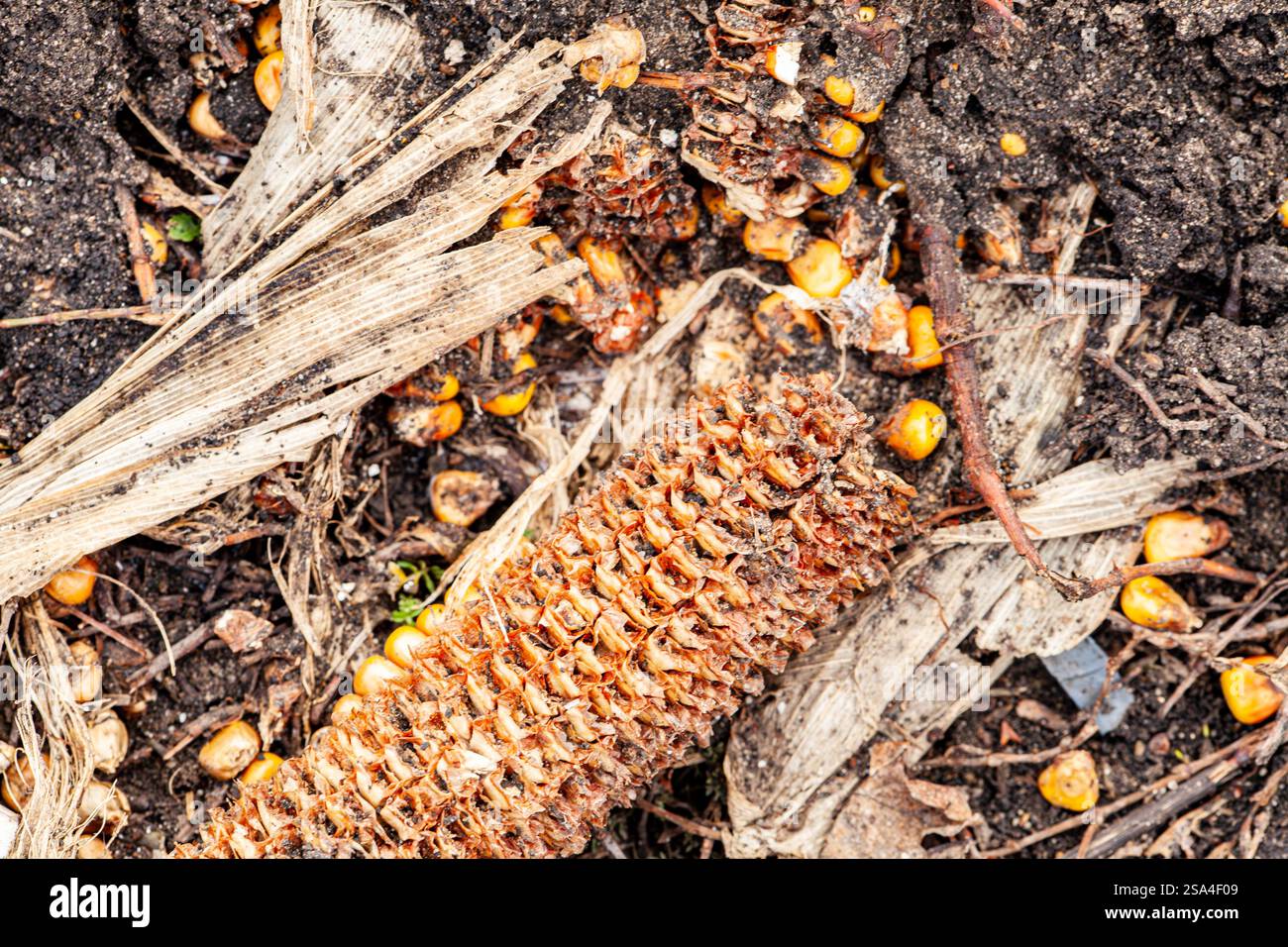 Food Security, World Food Crisis Concept. Environmental Impact. Global ...