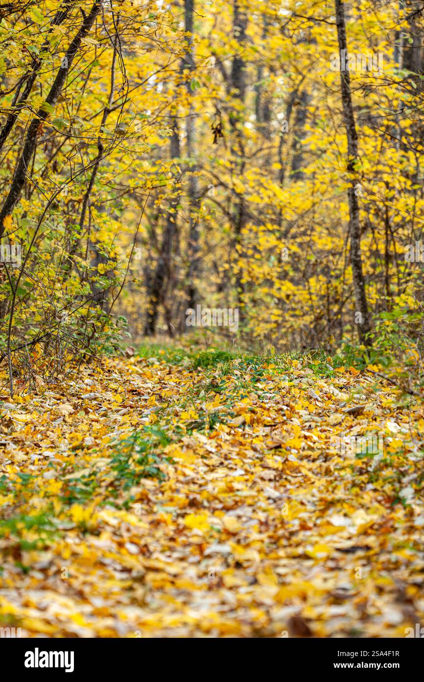 Autumn forest path. Orange color tree, red brown maple leaves in fall ...