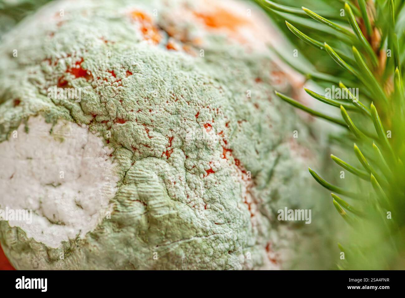 Moldy, over-ripe tangerine, colorful and various molds on the skin of ...