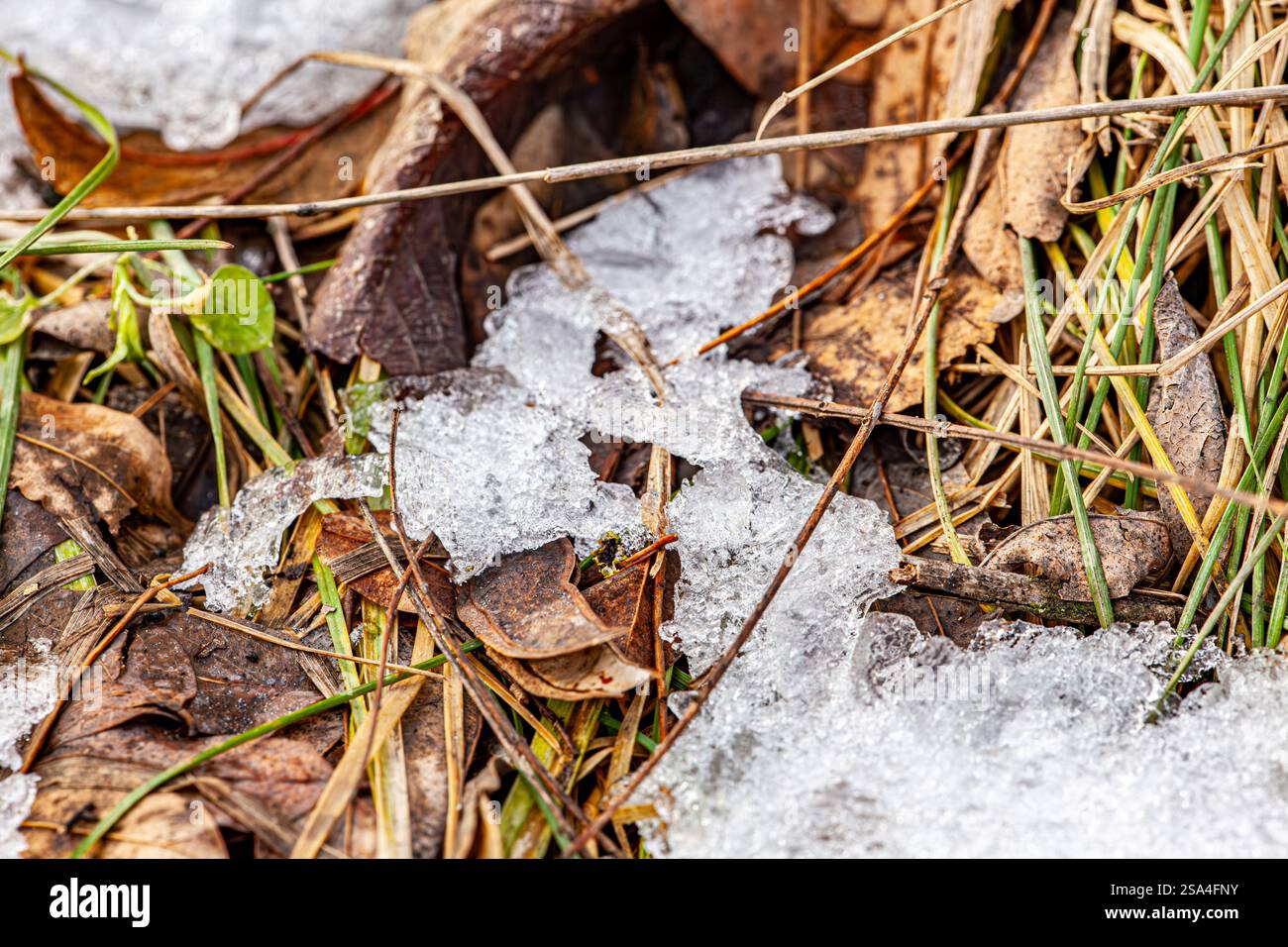 Grass in the winter garden. First snow. A bunch of green grass and ...