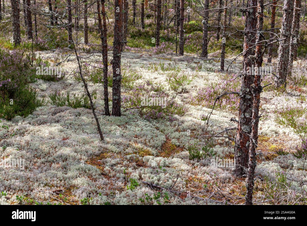 A vibrant forest landscape showcasing its unique ecosystem, featuring ...