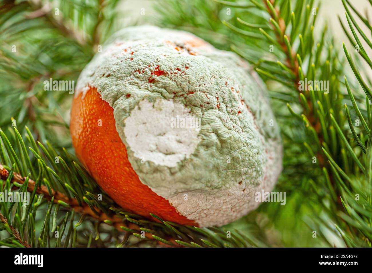 Ripe Citrus Fruits With Sooty Mold Fungi As A Result Of The Activity Of Citrus Scale Mealybug
