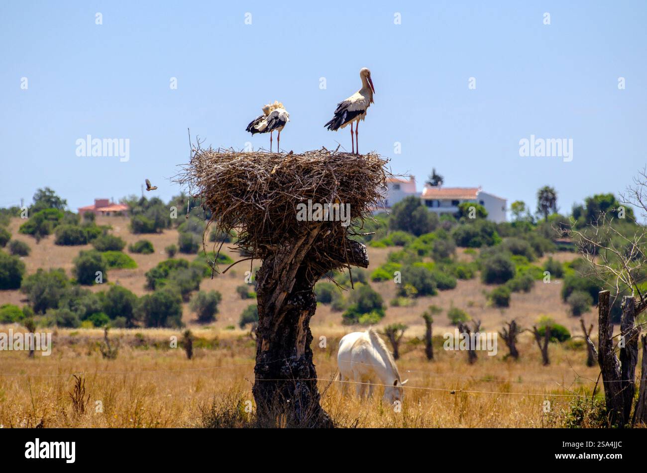 Italian eagle nest hi-res stock photography and images - Alamy