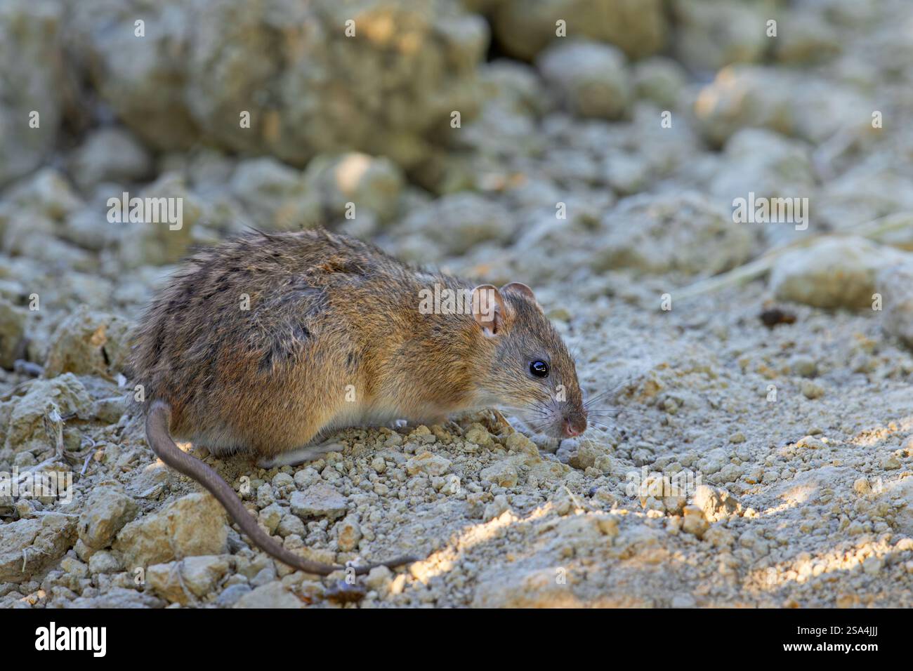 Brown rat / common rat / Norwegian rat / Norway rat (Rattus norvegicus ...