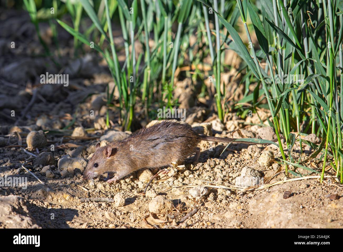 Brown rat / common rat / Norwegian rat / Norway rat (Rattus norvegicus ...