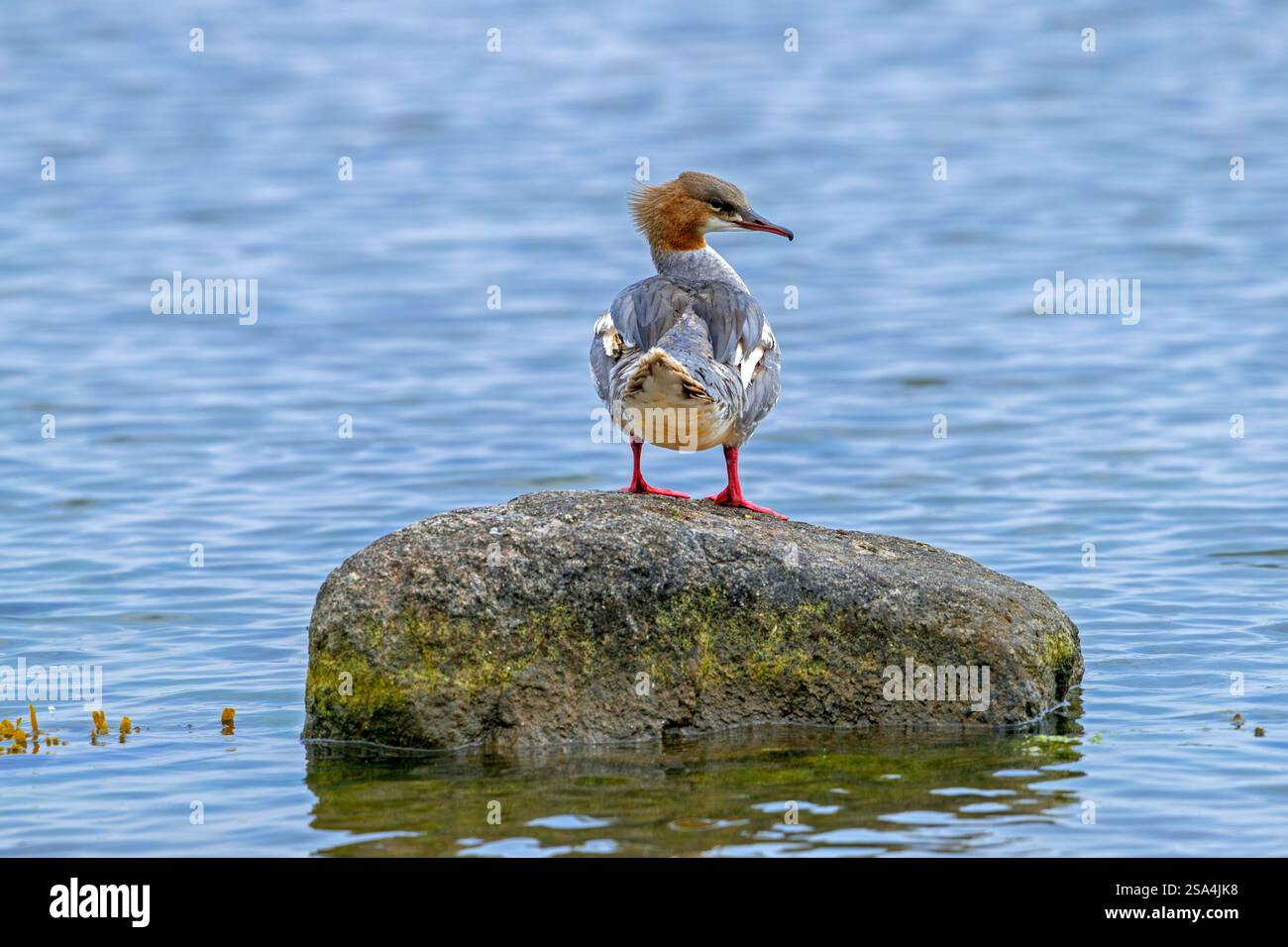 Common merganser / goosander (Mergus merganser merganser) female ...