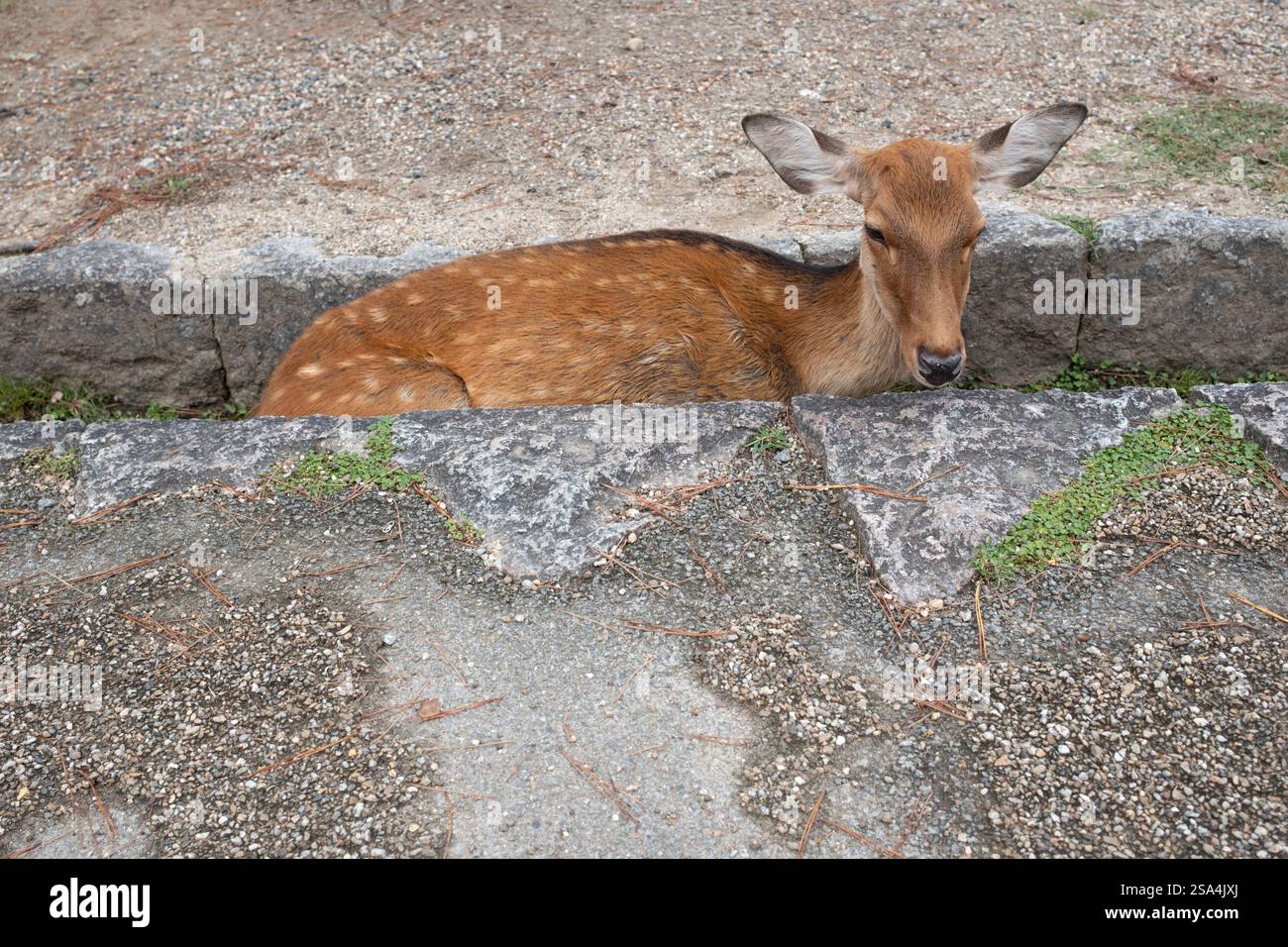 Deer in Nara Deer Park in Nara Japan Stock Photo - Alamy