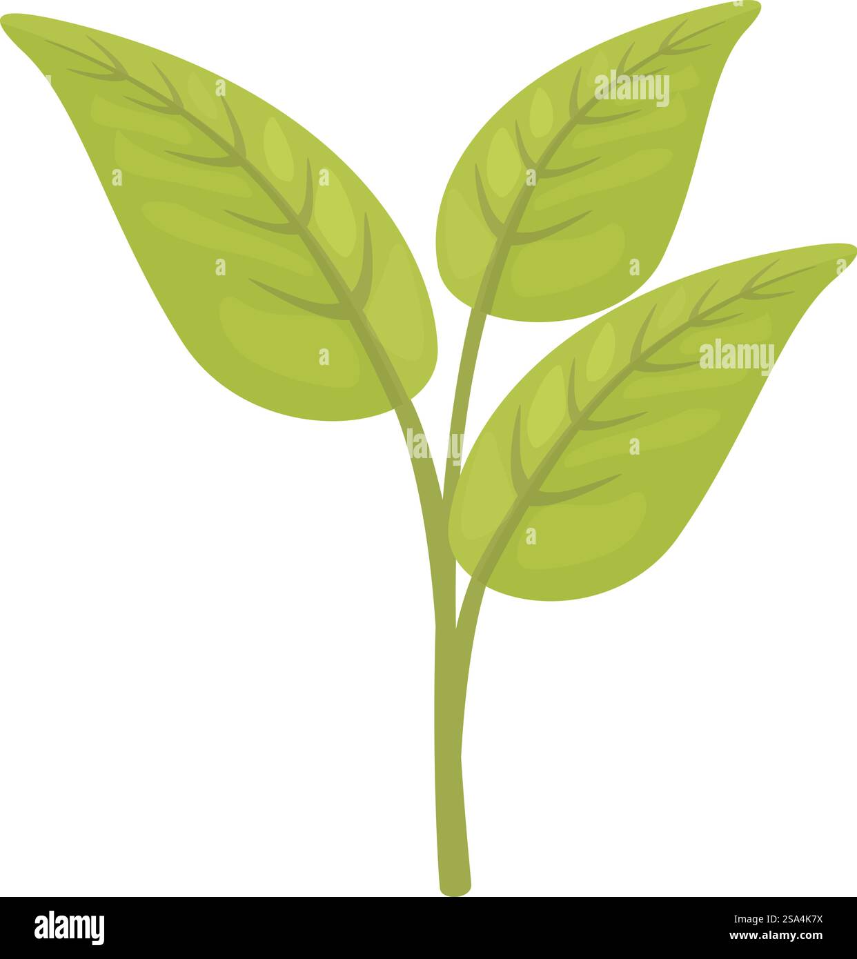 Green tea leaves growing on a thin stem illustration. Green tea leaves ...