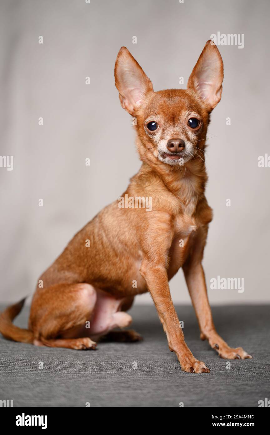 Portrait cute little mini toy terrier dog standing indoors with ears up ...