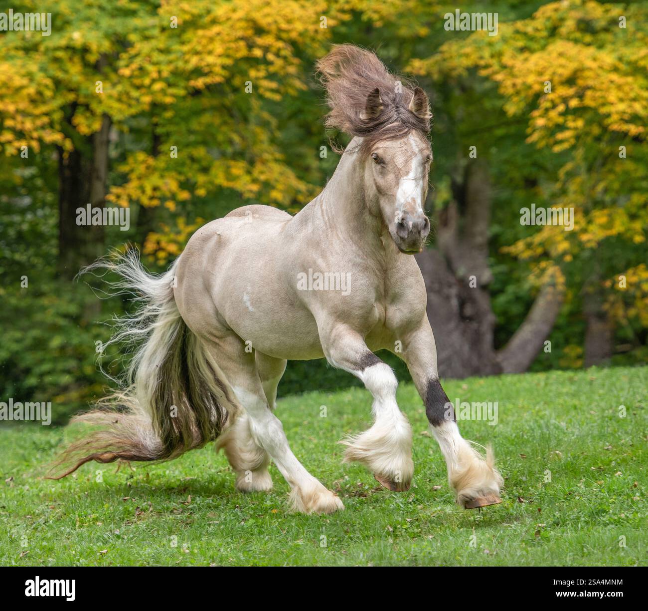 Silver buckskin Gypsy Vanner Horse gelding Stock Photo - Alamy