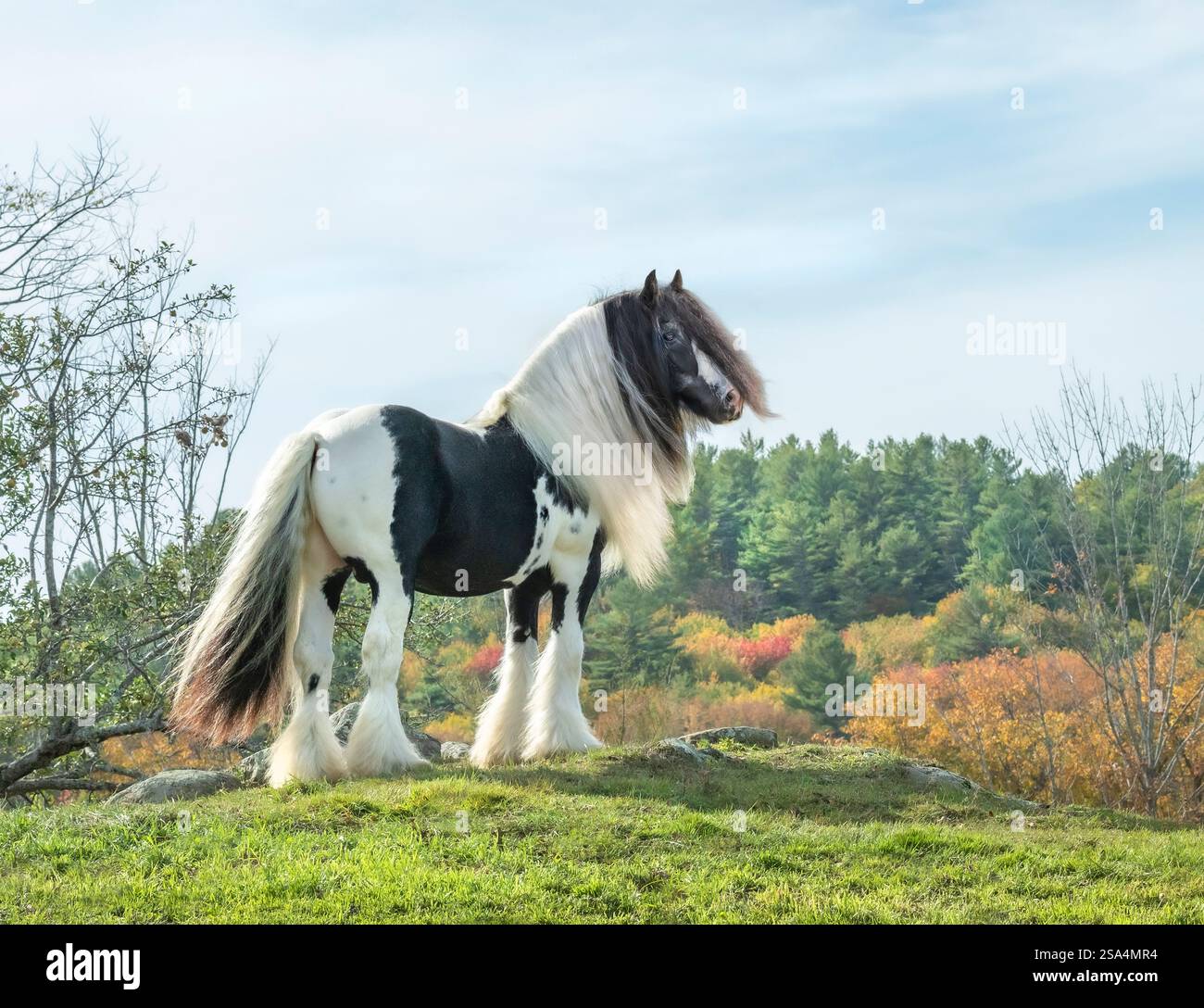 Gypsy Vanner Horse stallion standing on a rise with fall color and blue ...