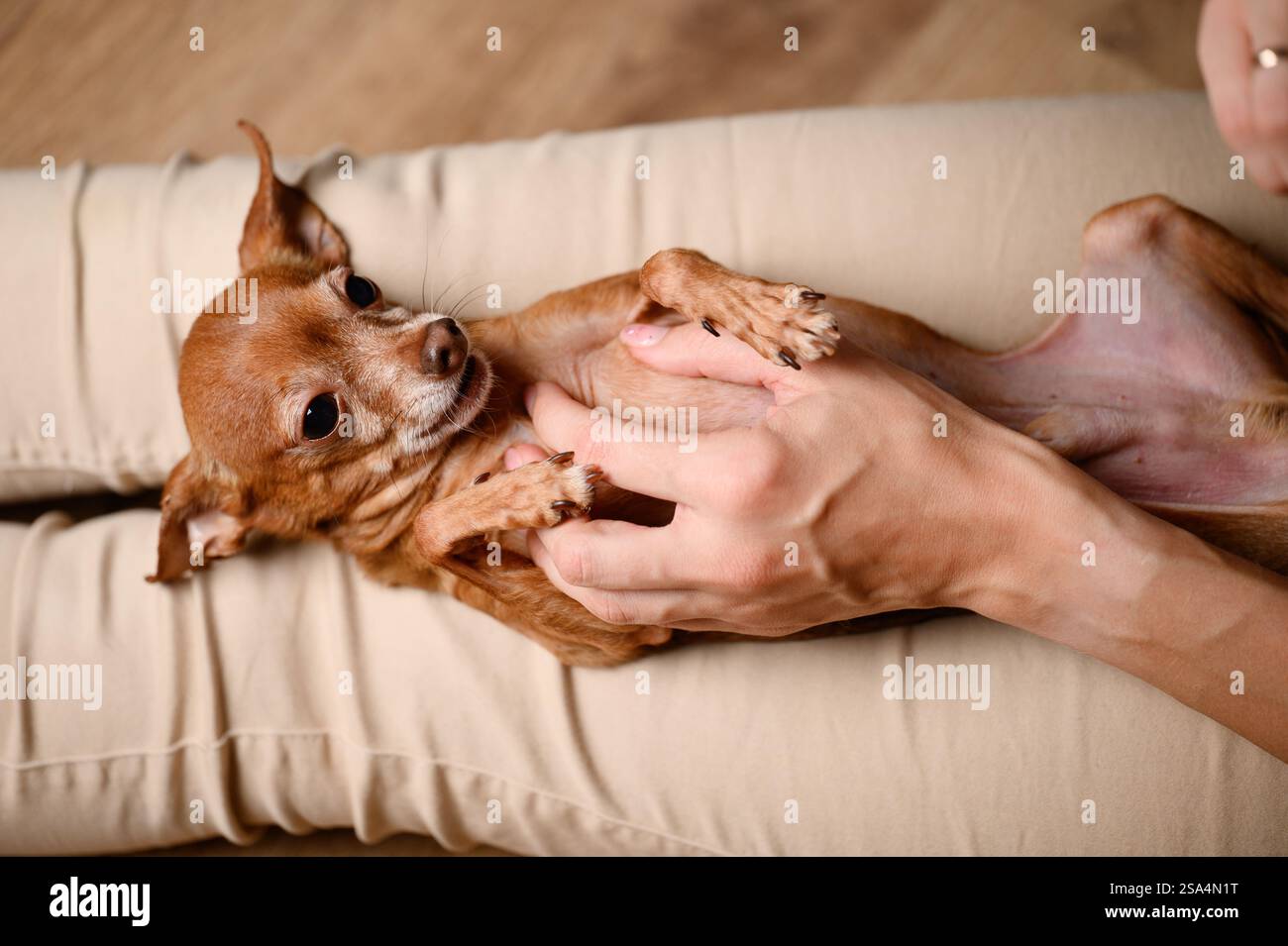 Woman sits on the floor, holds a mini toy terrier on her lap, plays ...