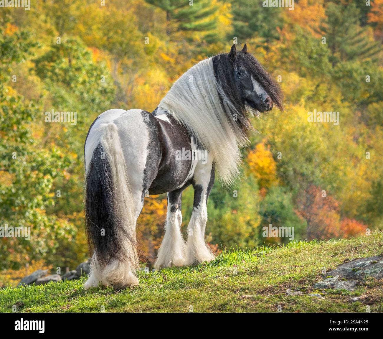 Gypsy Vanner Horse stallion Stock Photo - Alamy