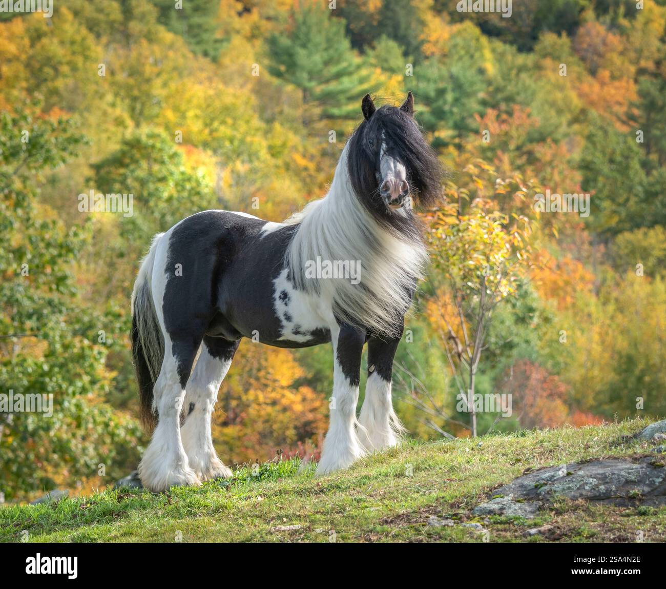 Gypsy Vanner Horse stallion Stock Photo - Alamy