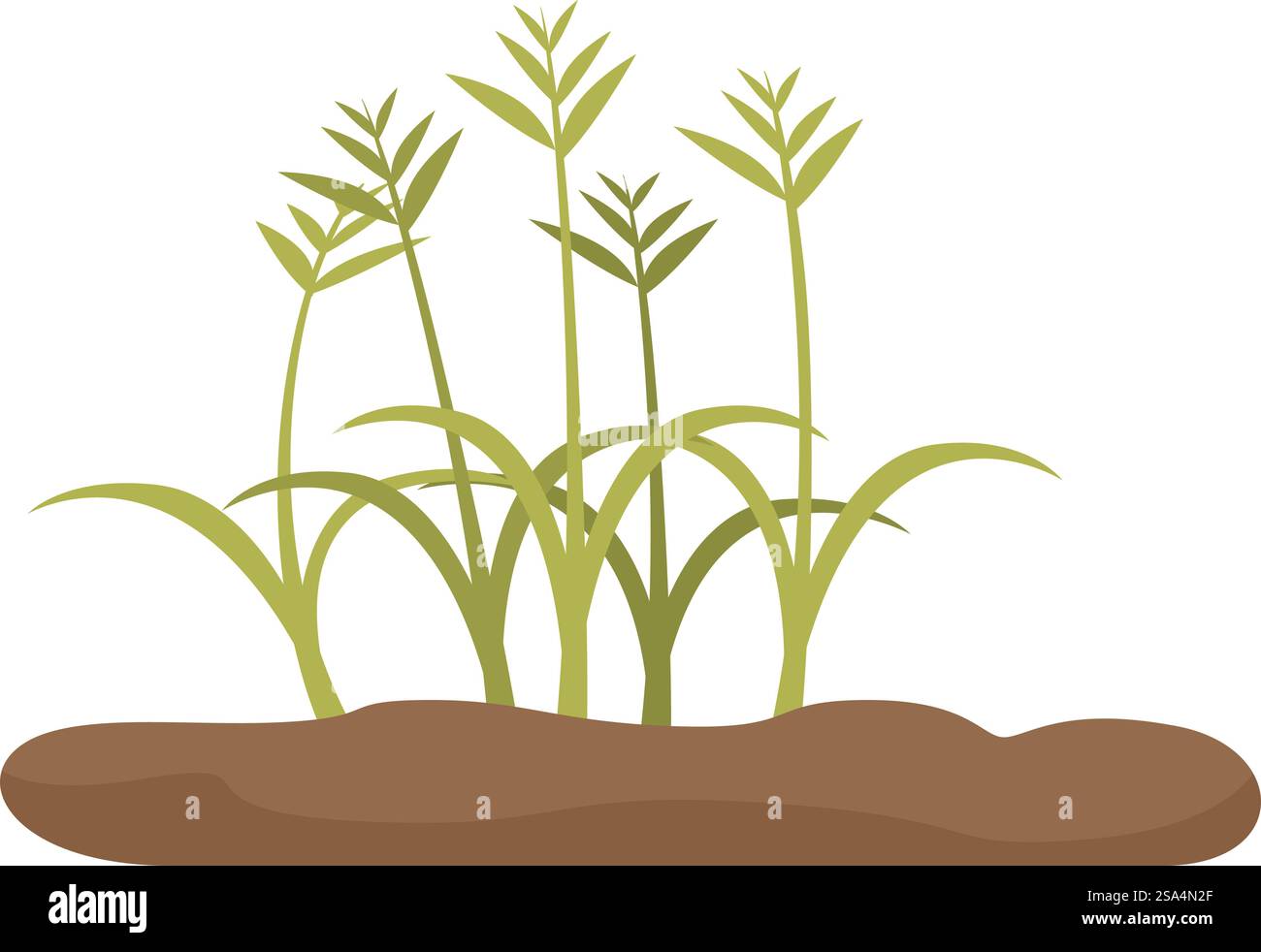 Green grass growing from the ground on white background. Green grass ...