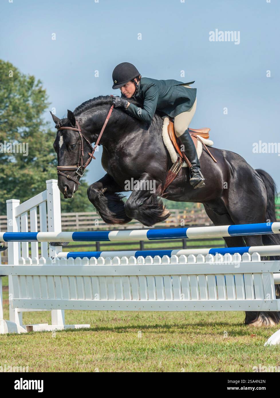 Woman jumping Gypsy Vanner horse over obstacle Stock Photo - Alamy